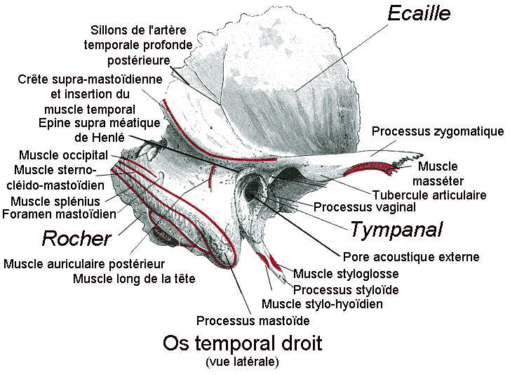 Os temporal - PhysioStudent